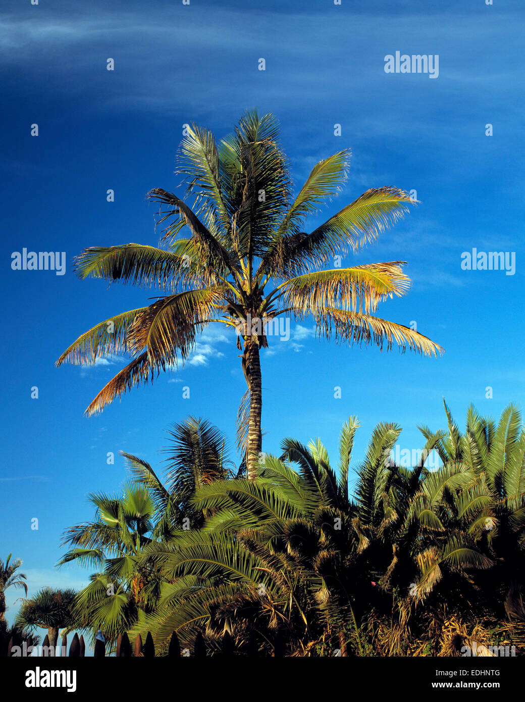 Natur, Pflanzenwelt, Pflanze, Palme, Palmbaum, Arecales, Spanien ...