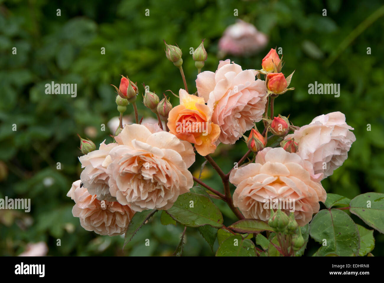 Rosa leander -Fotos und -Bildmaterial in hoher Auflösung – Alamy