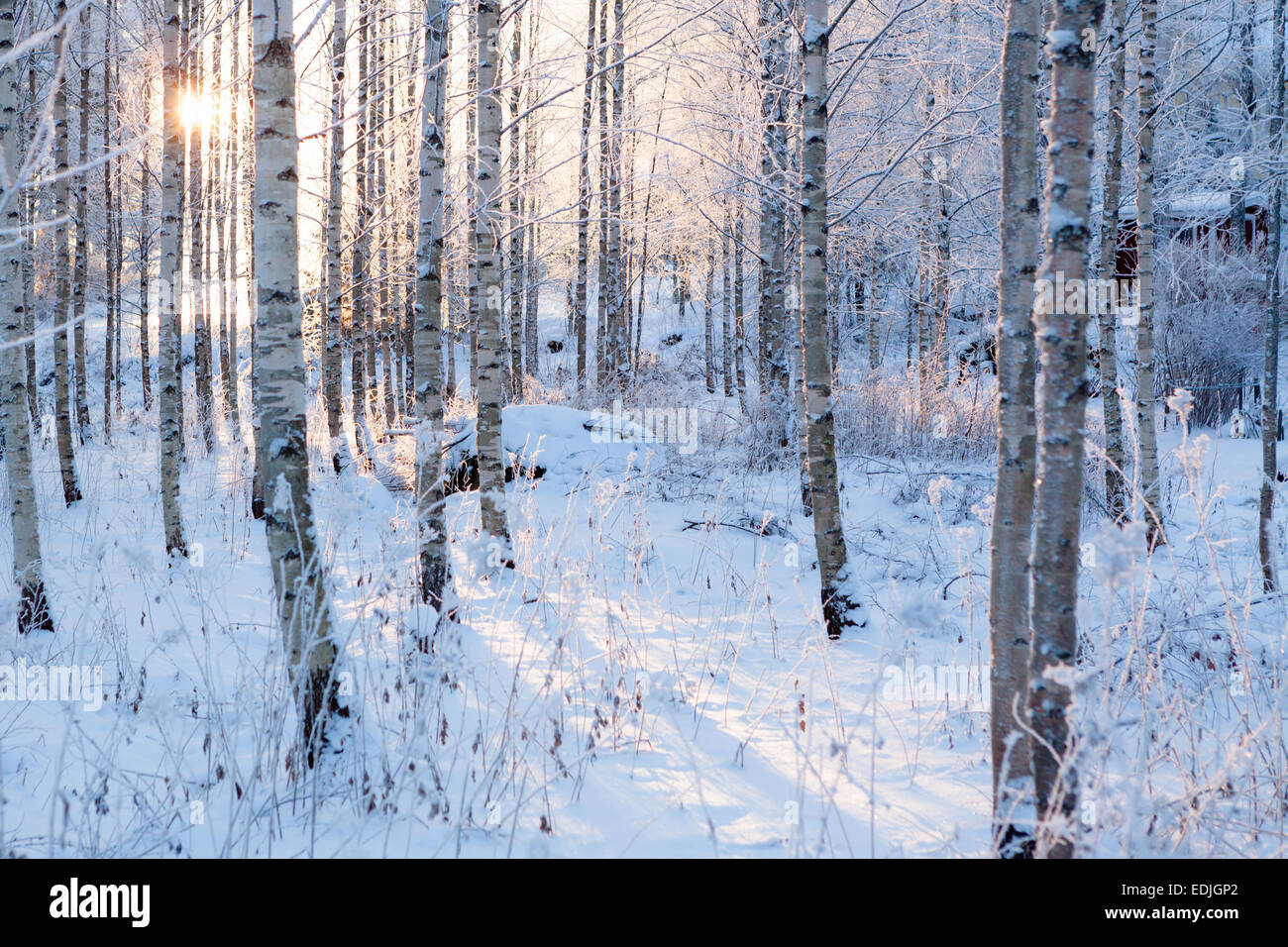 Verschneiter birkenwald -Fotos und -Bildmaterial in hoher Auflösung – Alamy