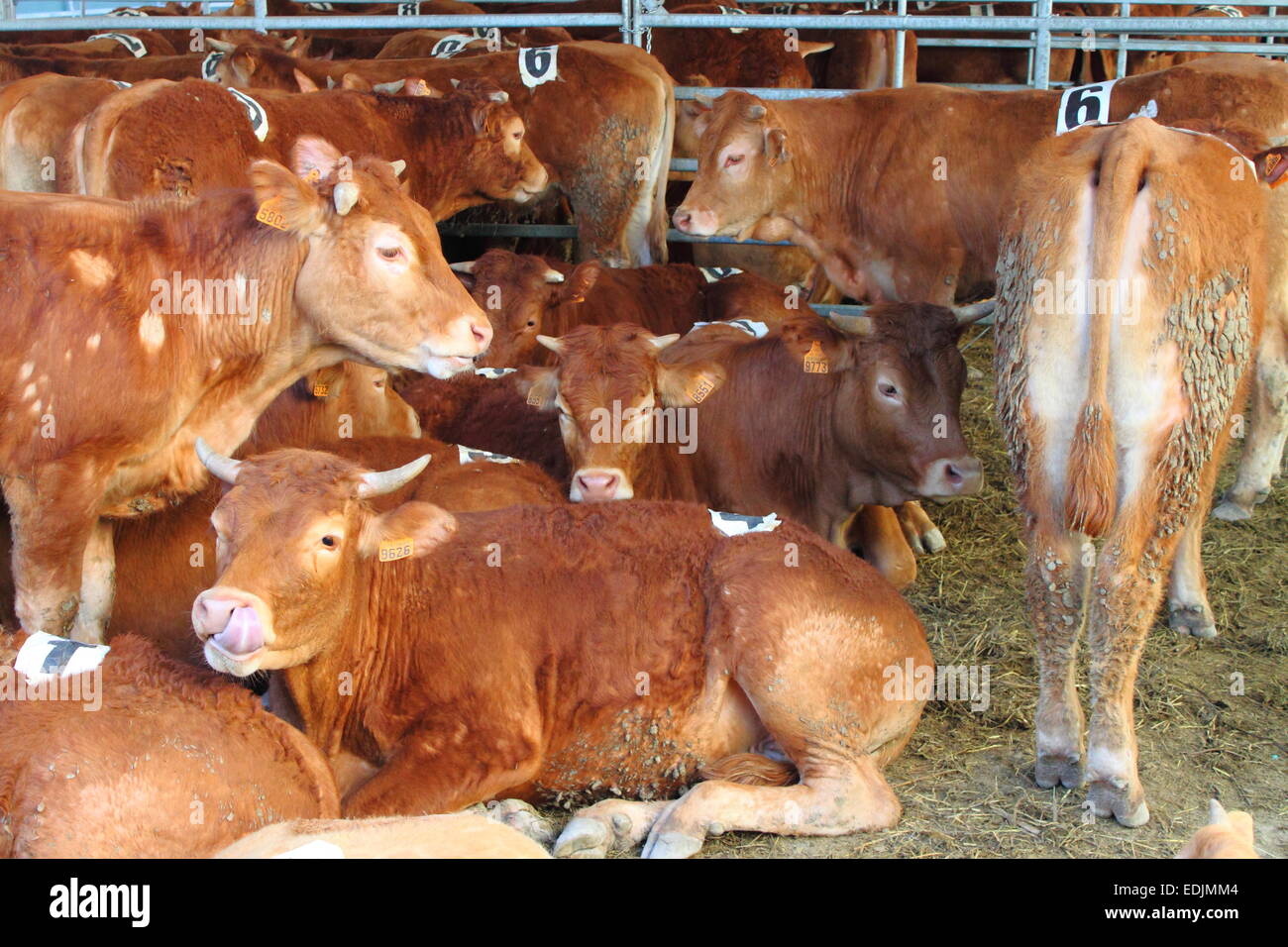 Braun cows -Fotos und -Bildmaterial in hoher Auflösung – Alamy
