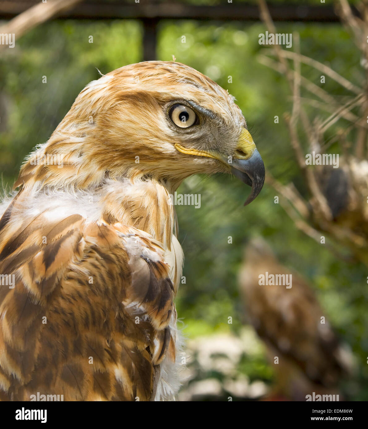 Junge Greifvogel Steinadler Aquila Chrysaetos, Kopf Stockfotografie - Alamy