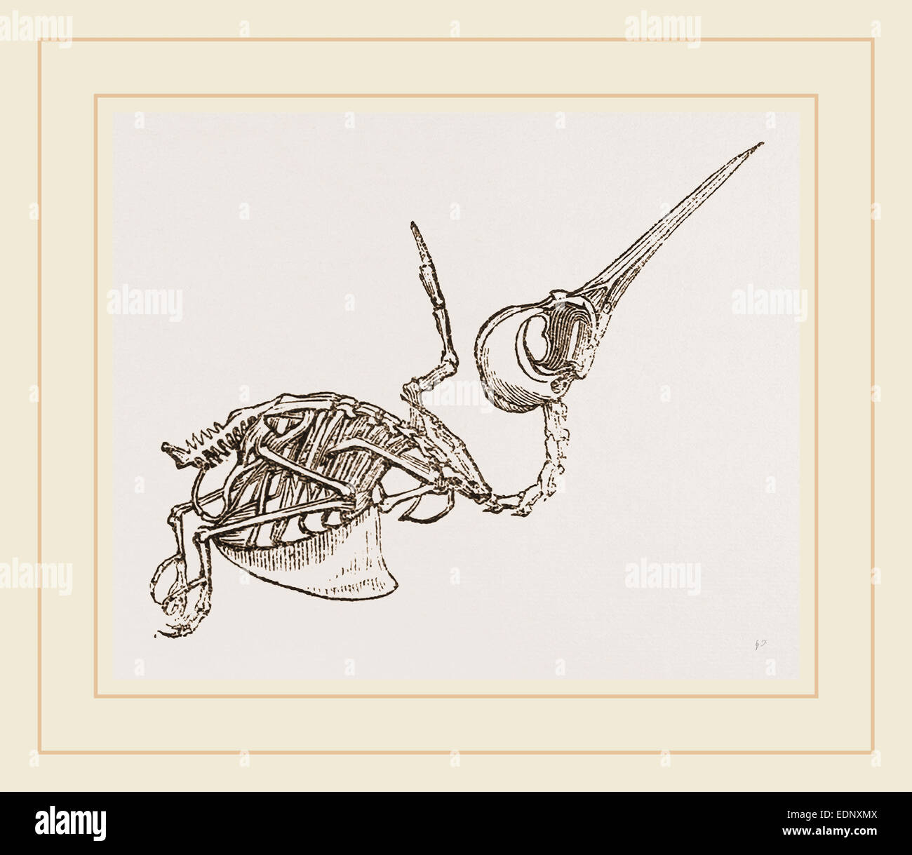 Skelett des Kolibri Stockfotografie - Alamy