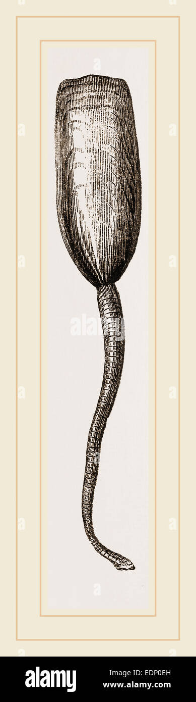 Lingula anatina -Fotos und -Bildmaterial in hoher Auflösung – Alamy