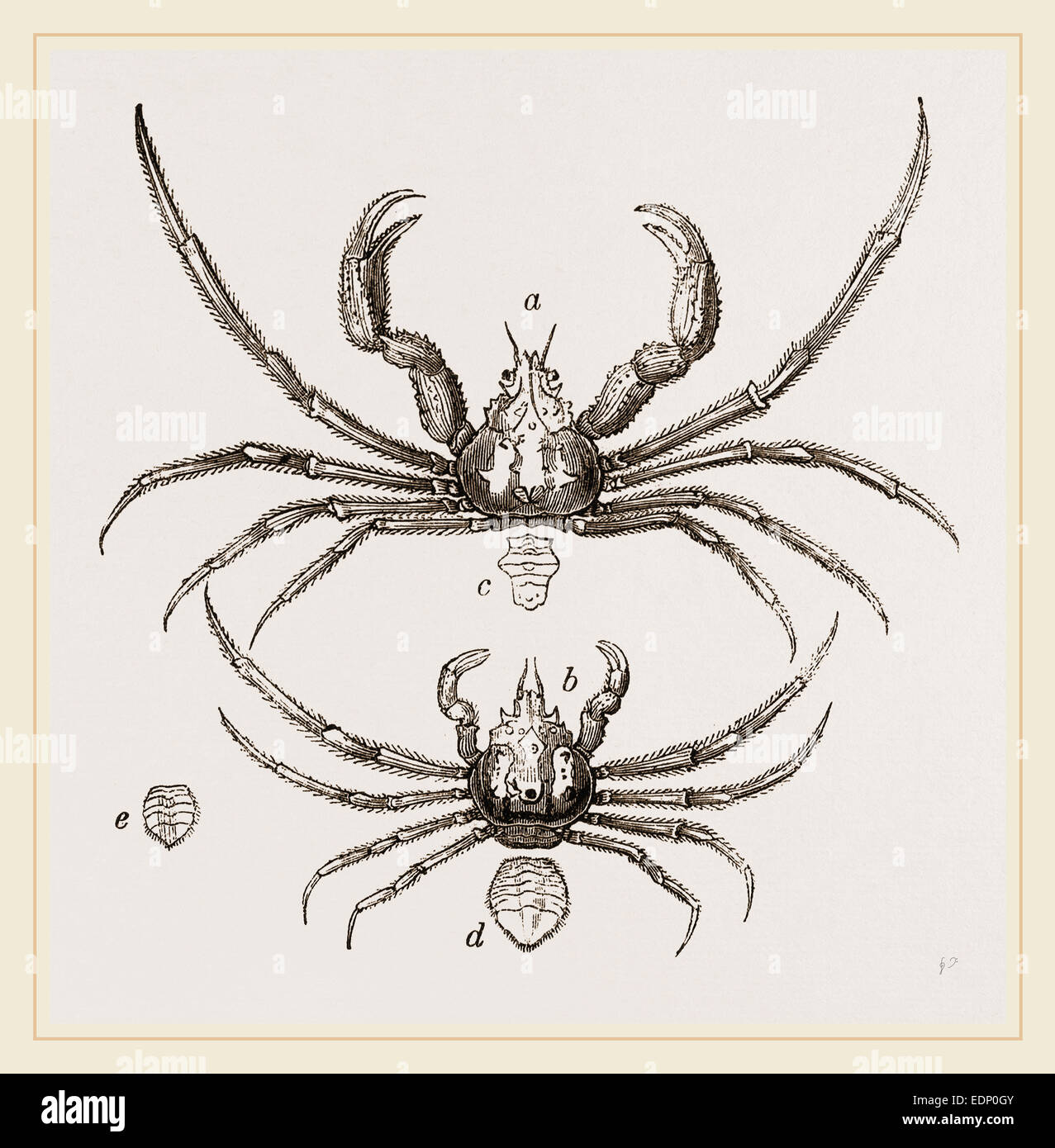 Inachus skorpion -Fotos und -Bildmaterial in hoher Auflösung – Alamy
