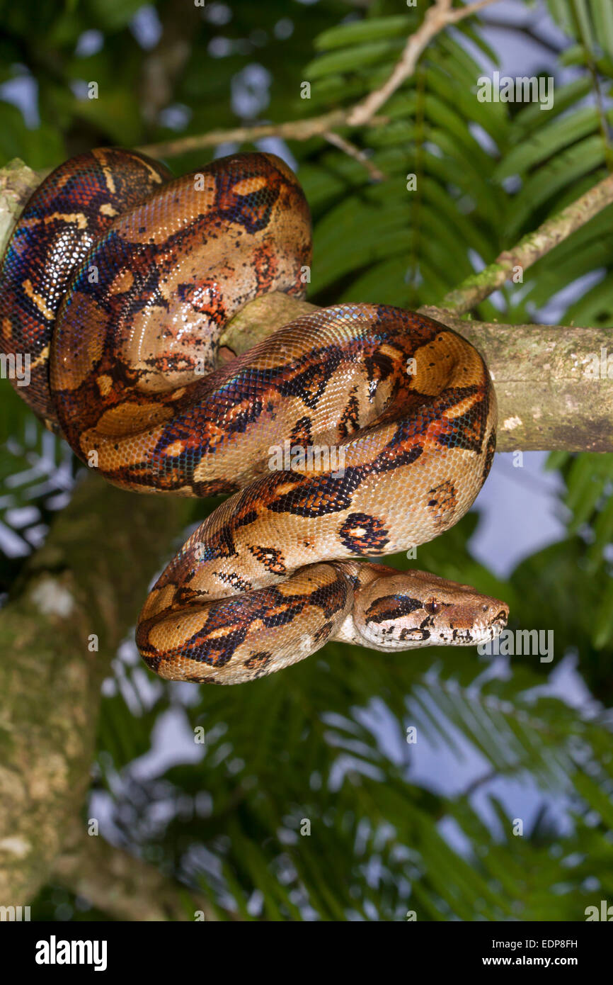 Kaiser-Boa (Boa Constrictor Imperator) hängt in einem Baum, Tortuguero ...