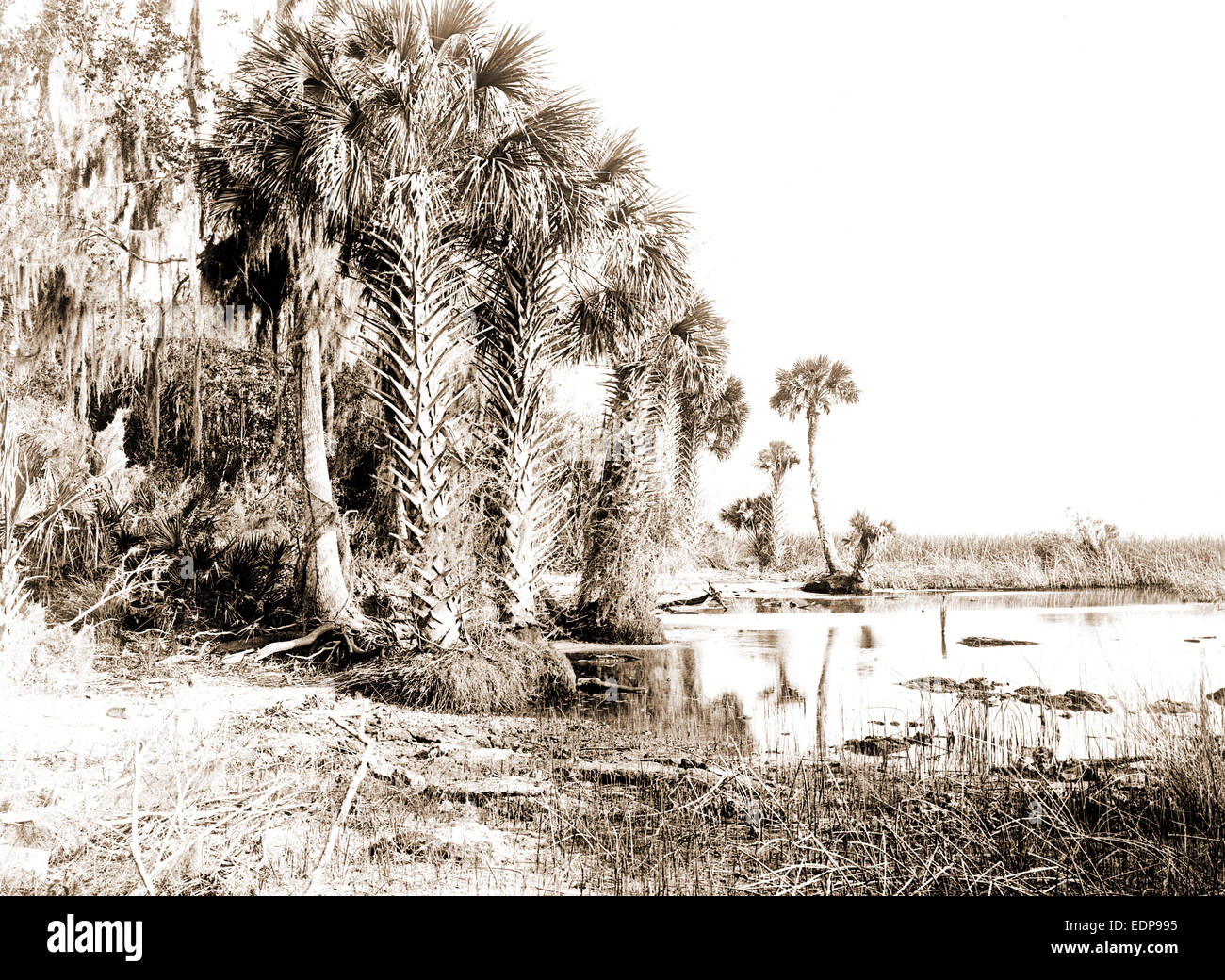 Ufer Linie entlang Lake George, Fla, Jackson, William Henry, 1843 ...