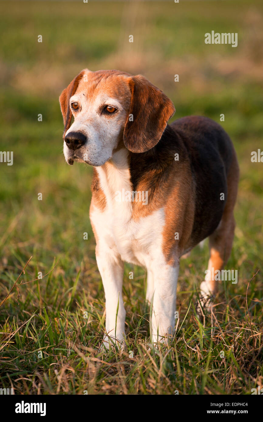 Schöne reinrassige smart Beagle Jagdhund im Sommerweide. Stammbaum ...