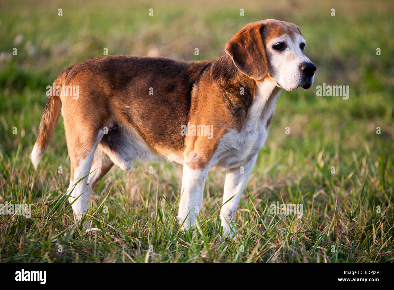 Stammbaum tüchtig Foxhound Beagle auf Wiese. Schöne reinrassige smart ...