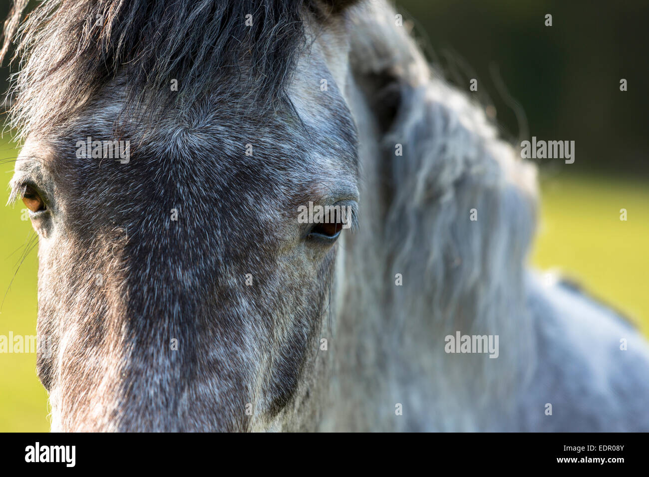 Erdbeer roan pony -Fotos und -Bildmaterial in hoher Auflösung – Alamy
