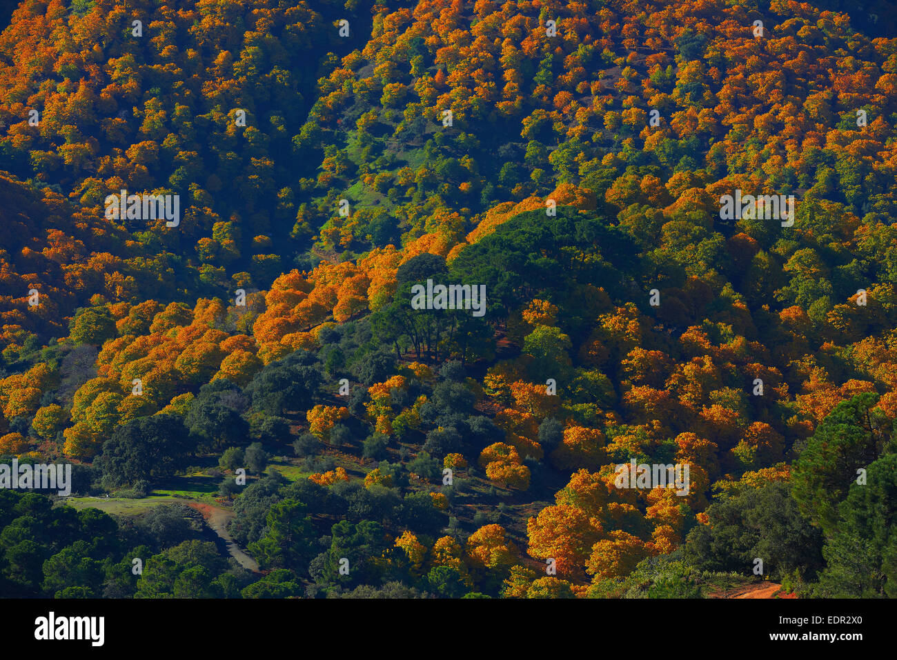 Valle del Genal, Chesnut Wald (Castanea Sativa), Herbst, Genal Valley ...