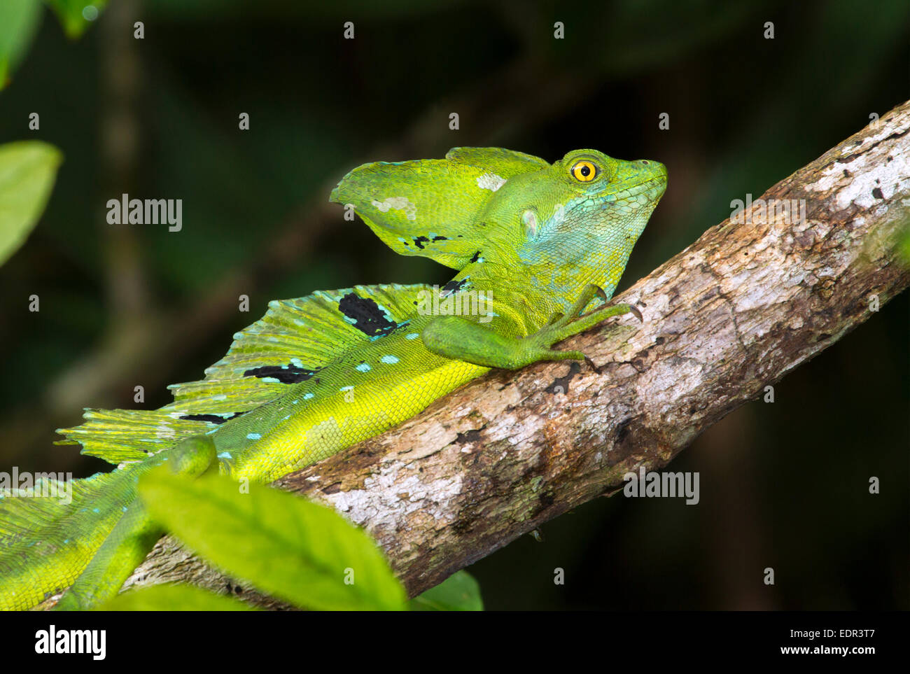 Gefiederte oder grüne Basilisken (Plumifrons Basiliskos) in einem Baum ...