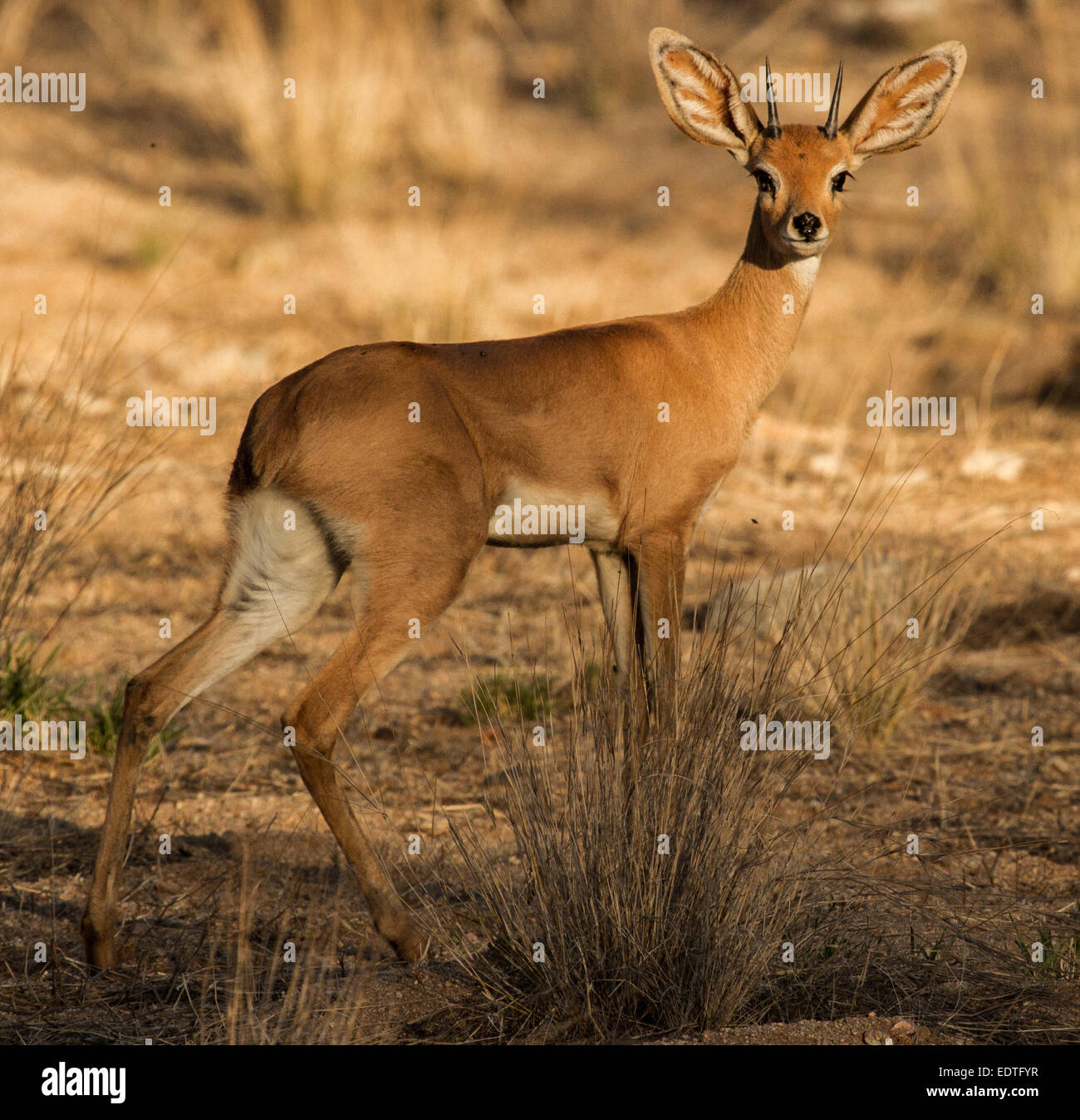 Small african deer -Fotos und -Bildmaterial in hoher Auflösung – Alamy
