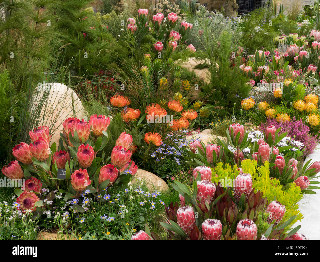 Protea Display South Africa Stockfotos und -bilder Kaufen - Alamy