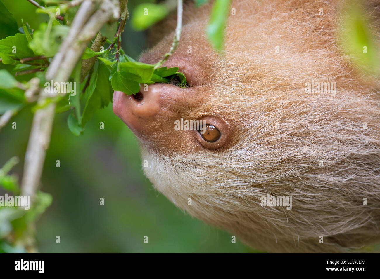 Hoffmanns zwei – Finger Faultier (Choloepus Hoffmanni) Essen Baum ...