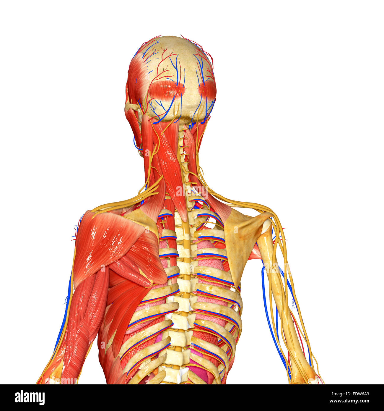 Anatomie muskulatur rücken -Fotos und -Bildmaterial in hoher Auflösung ...