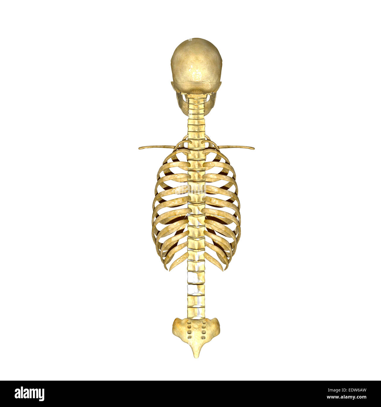 Thoracic cage -Fotos und -Bildmaterial in hoher Auflösung – Alamy
