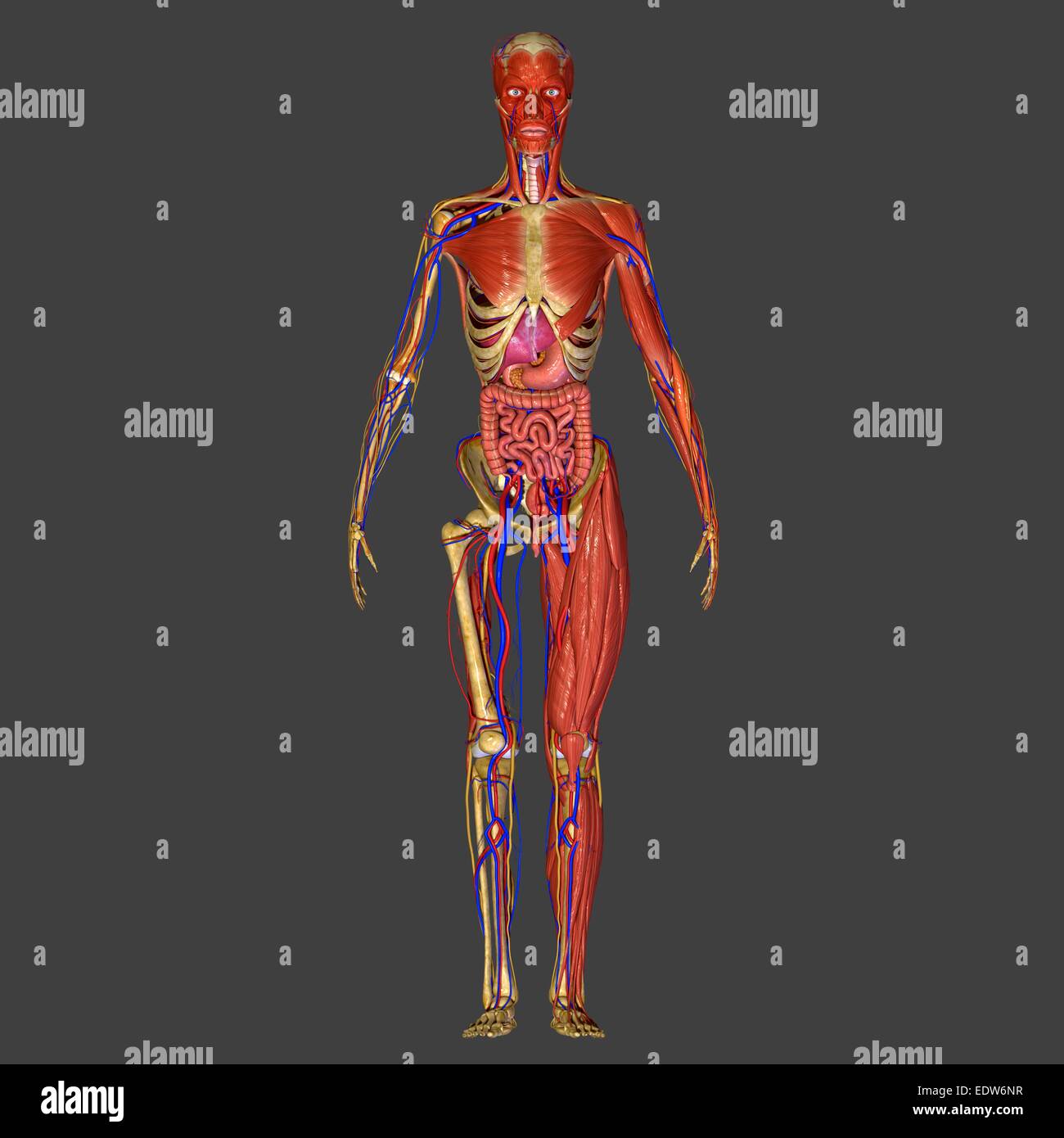 Menschliche Anatomie Muskeln Stockfotografie - Alamy