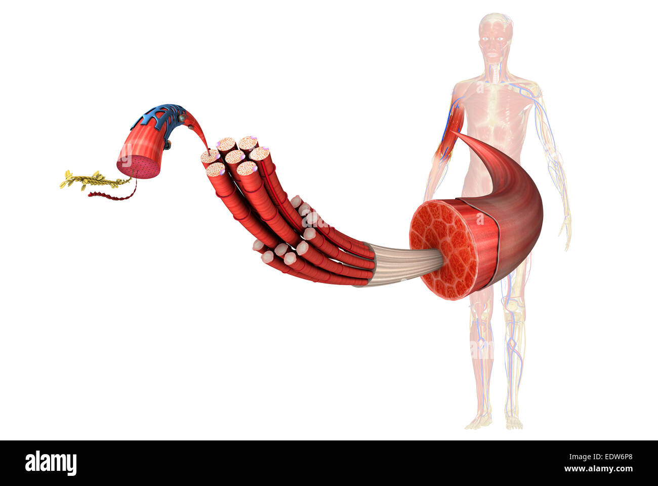 White Male Isolated Anterior View Stockfotos und -bilder Kaufen - Alamy