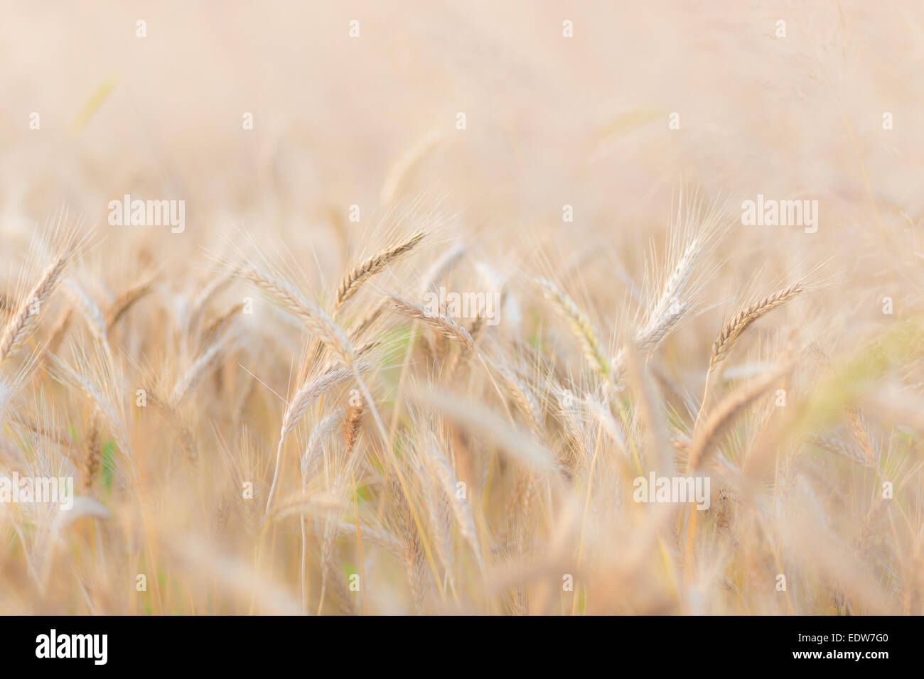 Ackerland weizenfeld landwirtschaft -Fotos und -Bildmaterial in hoher ...