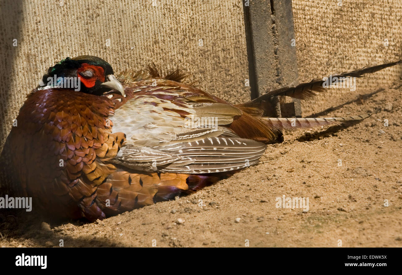 Versicolor fasan -Fotos und -Bildmaterial in hoher Auflösung – Alamy