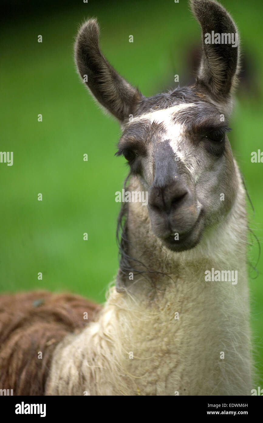 Dummes lama -Fotos und -Bildmaterial in hoher Auflösung – Alamy