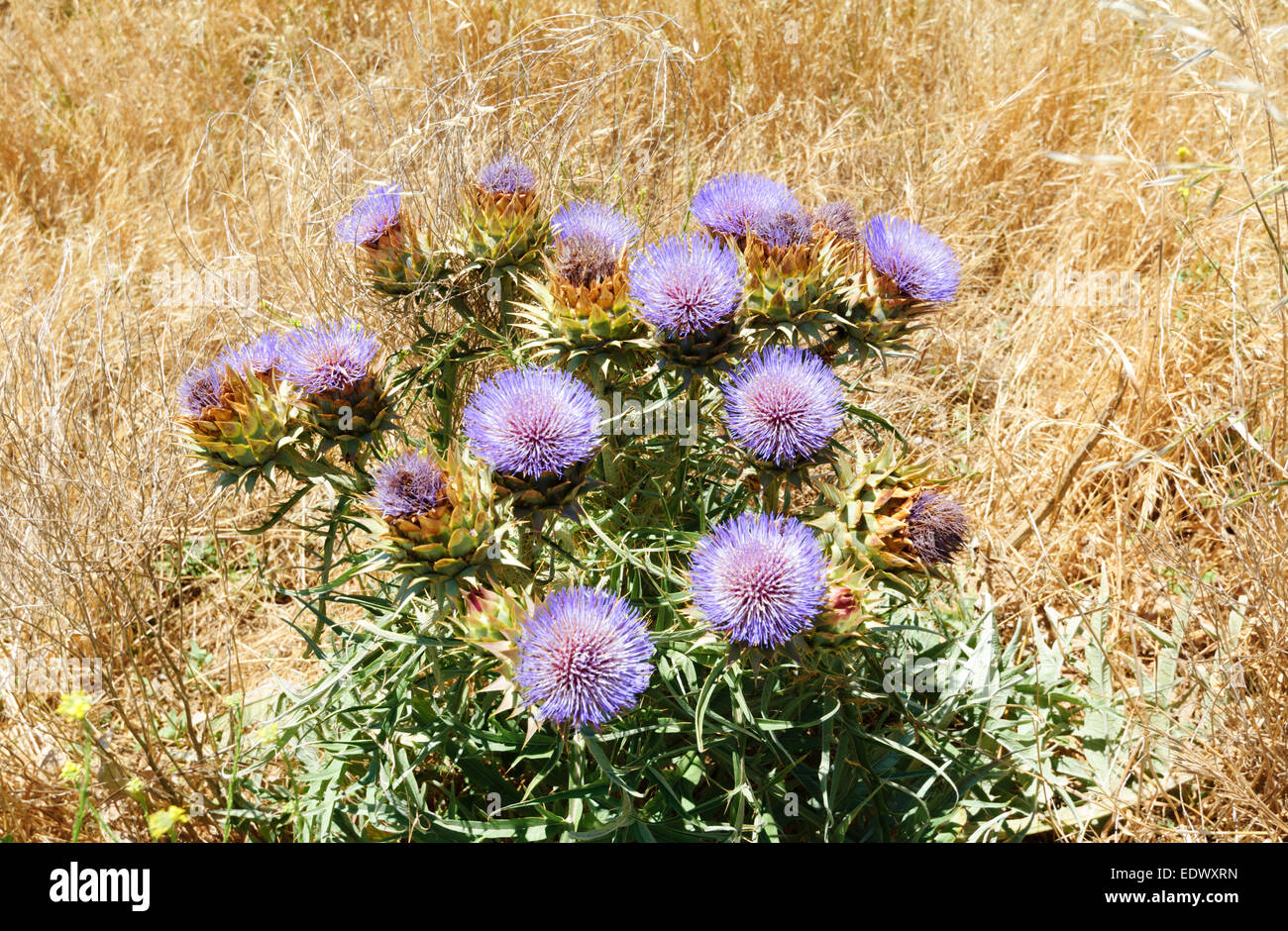 Lila disteln -Fotos und -Bildmaterial in hoher Auflösung – Alamy