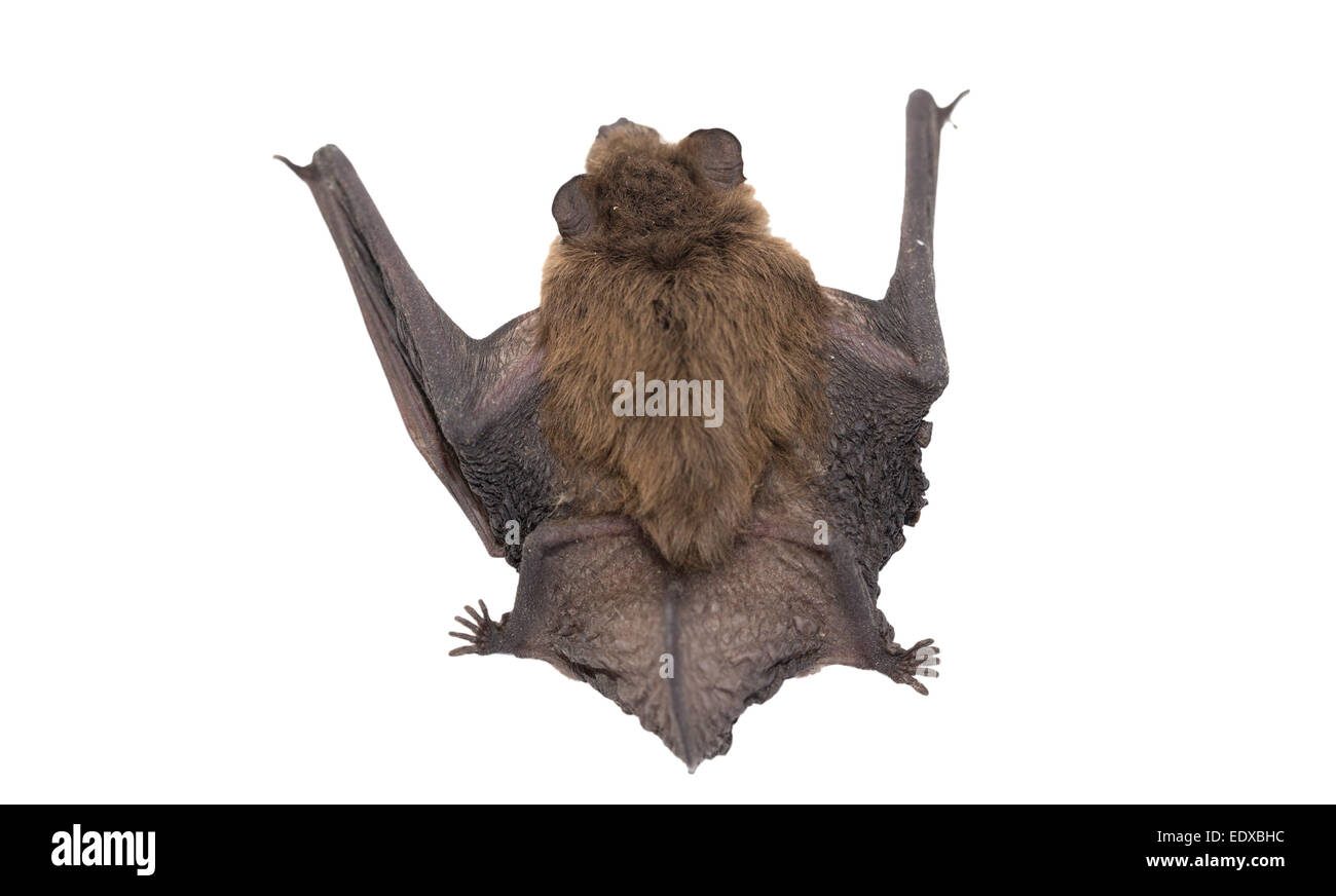 Draufsicht der Fledermaus (gemeinsame Zwergfledermaus) auf weißem ...