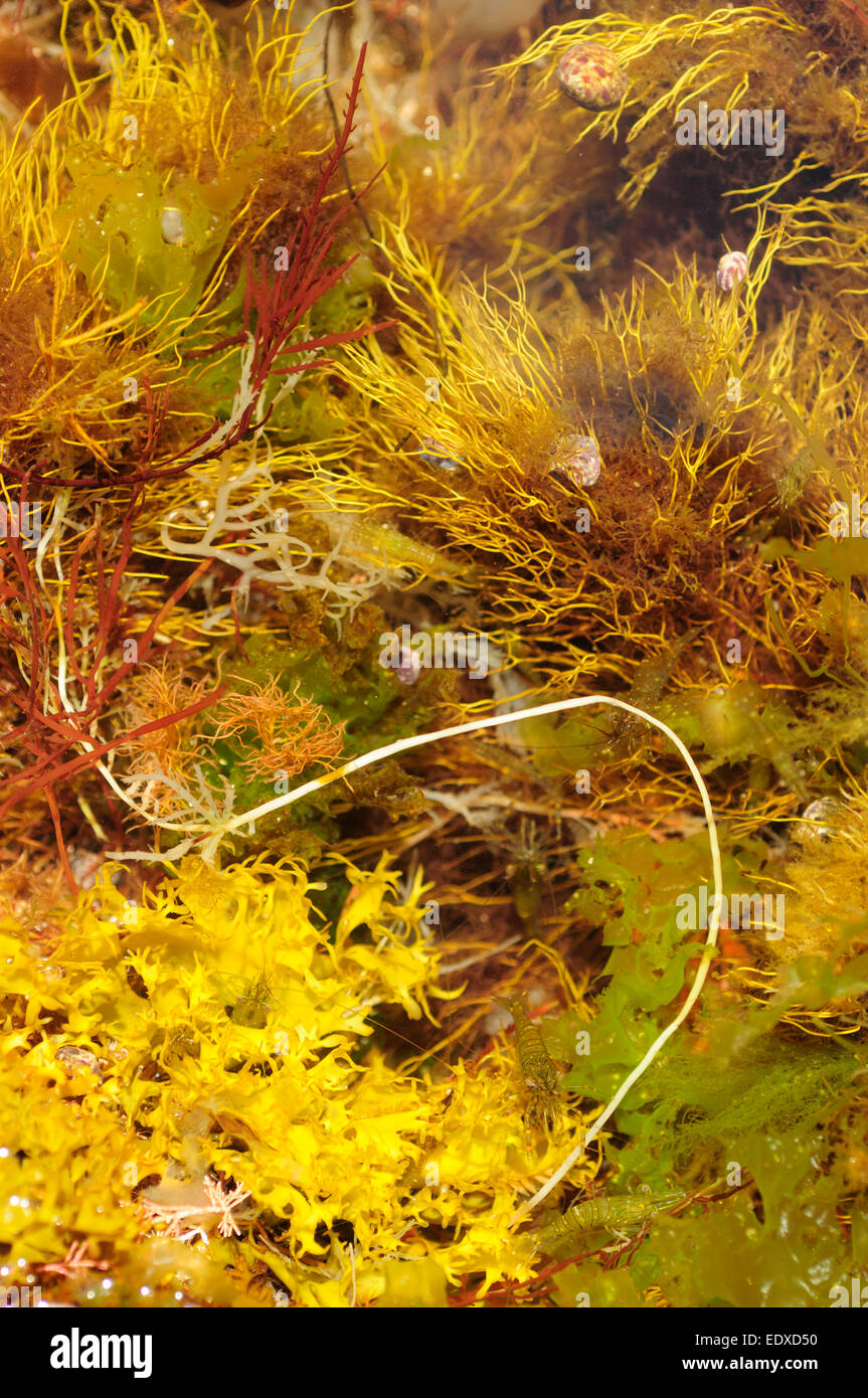 Bunte algen -Fotos und -Bildmaterial in hoher Auflösung - Seite 2 - Alamy