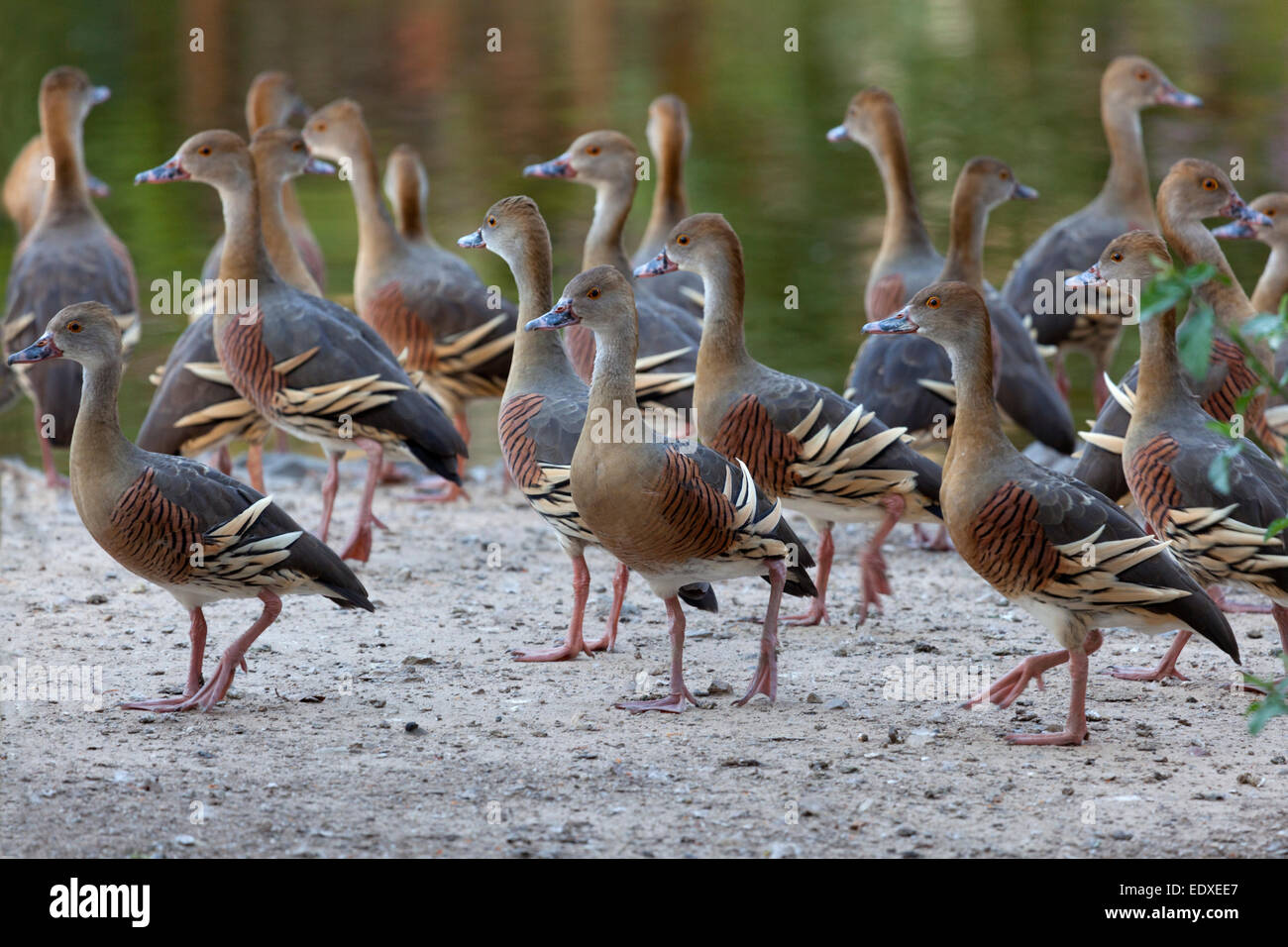 Entenvogel australien -Fotos und -Bildmaterial in hoher Auflösung – Alamy