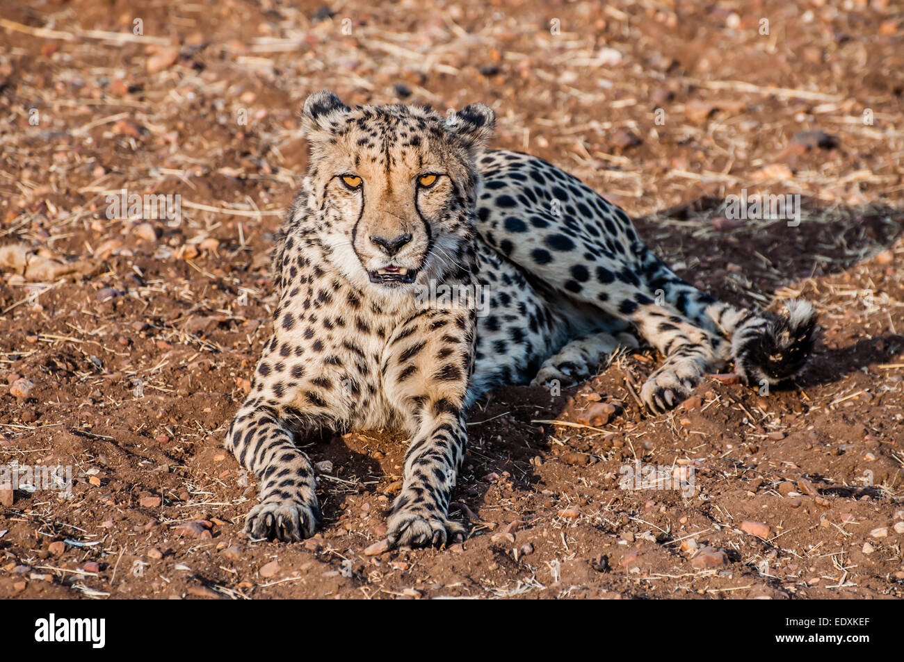 Ein Gepard liegend auf dem Boden in den Busch Veld Namibias vollständig ...