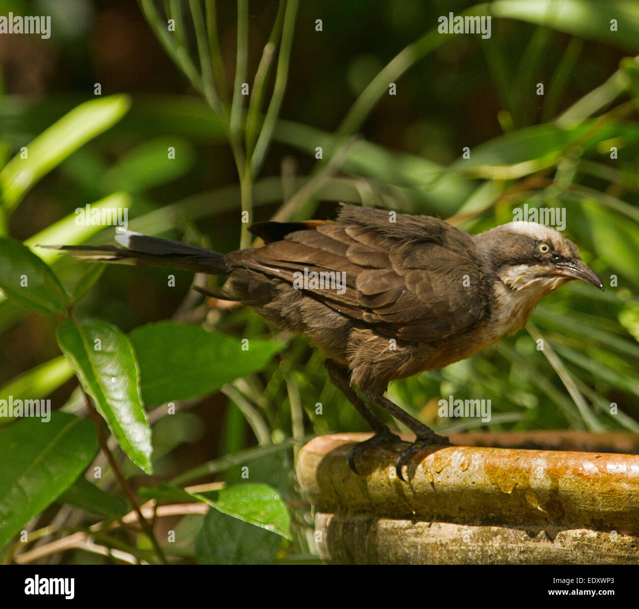Pomatostomus temporalis -Fotos und -Bildmaterial in hoher Auflösung – Alamy