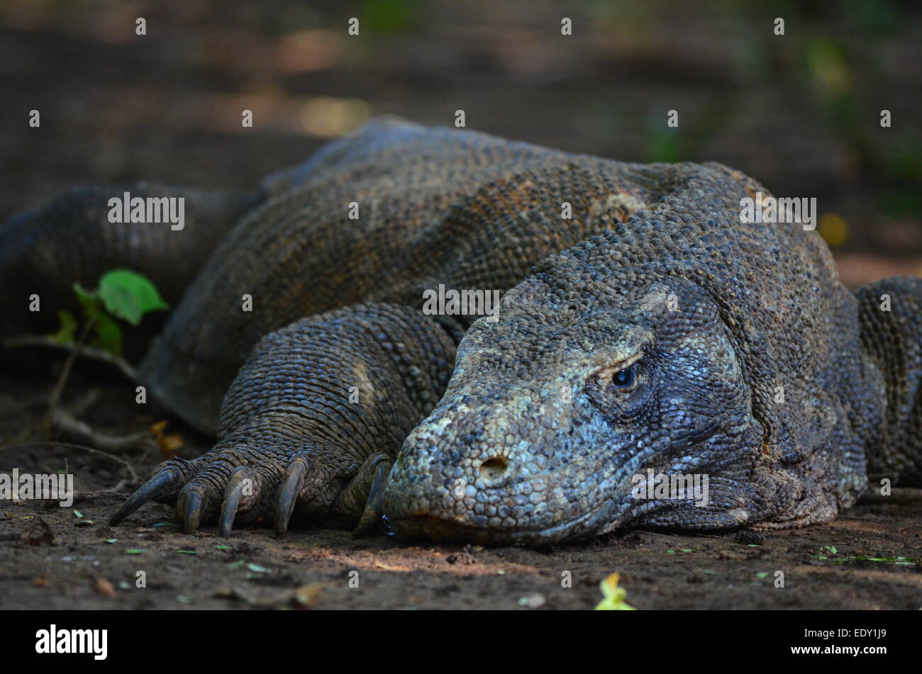 Photography komodo dragons -Fotos und -Bildmaterial in hoher Auflösung ...
