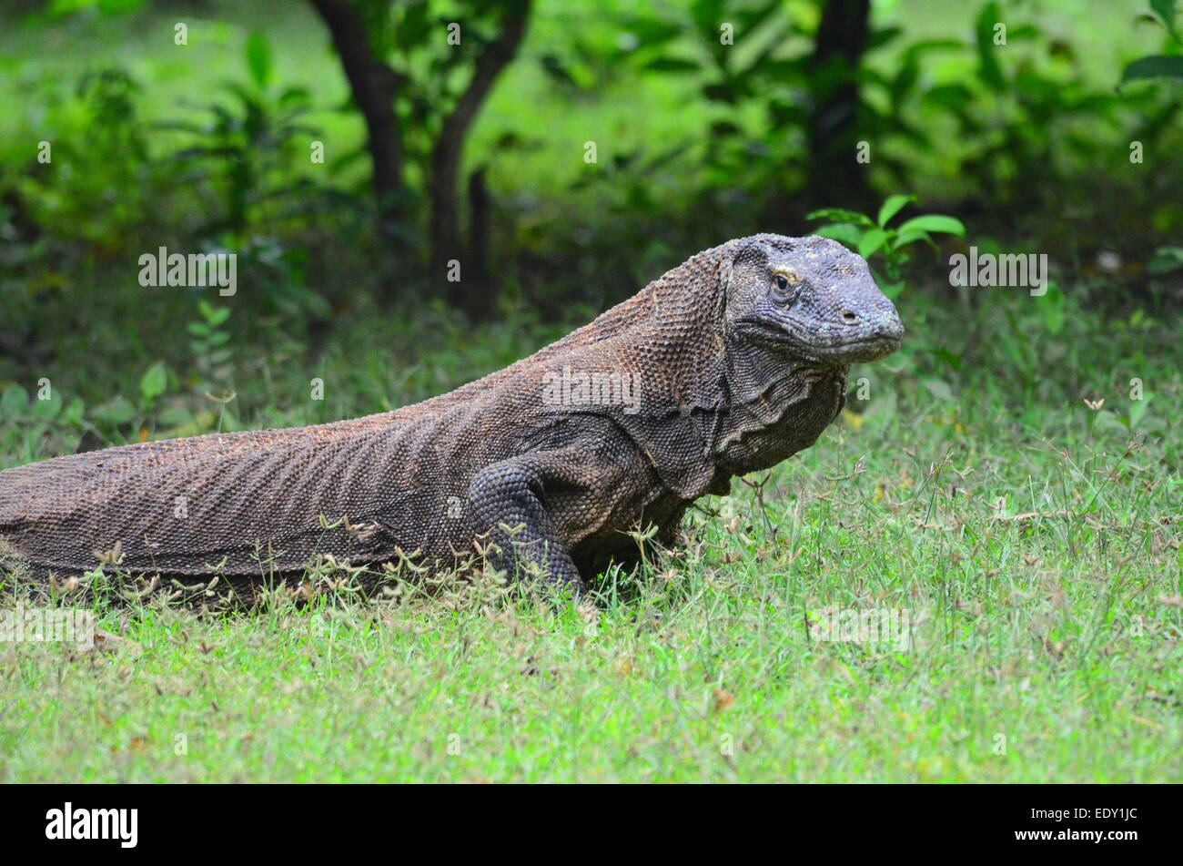 Komodo Dragon auf Komodo Island Stockfotografie - Alamy