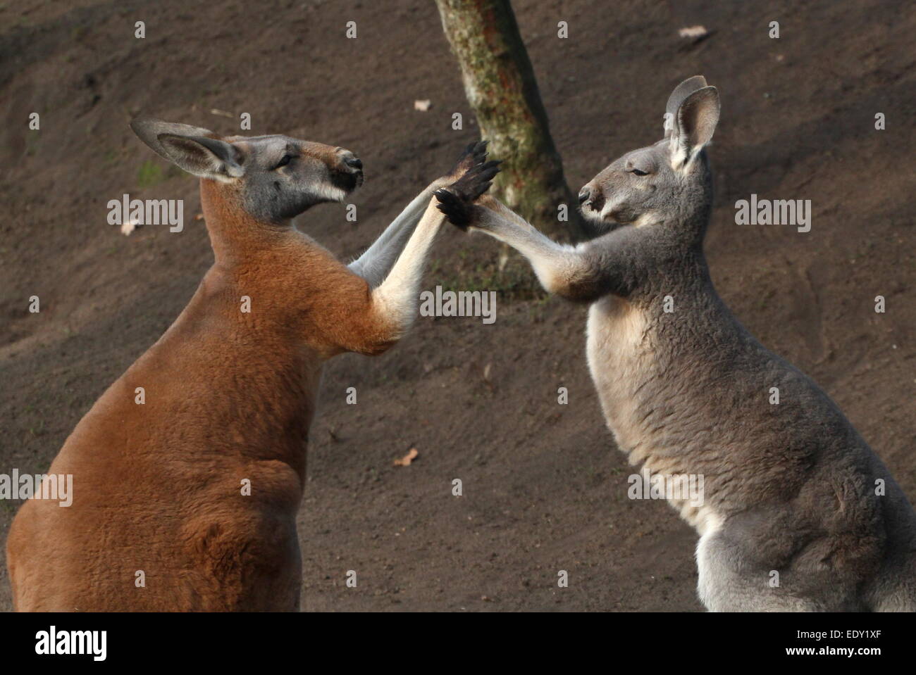 Kangaroo Boxing Stockfotos und -bilder Kaufen - Alamy