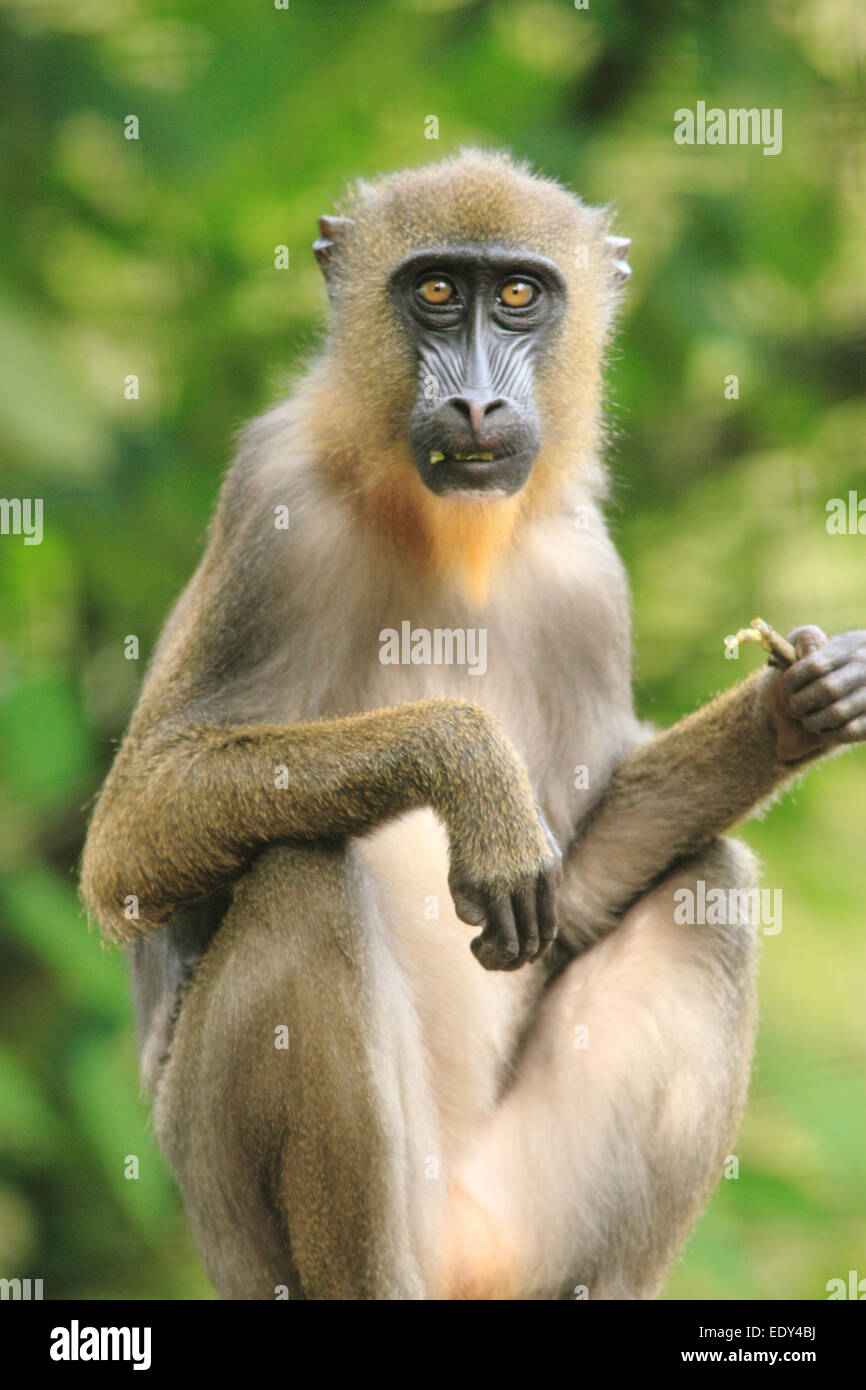 Mandrill affe -Fotos und -Bildmaterial in hoher Auflösung – Alamy
