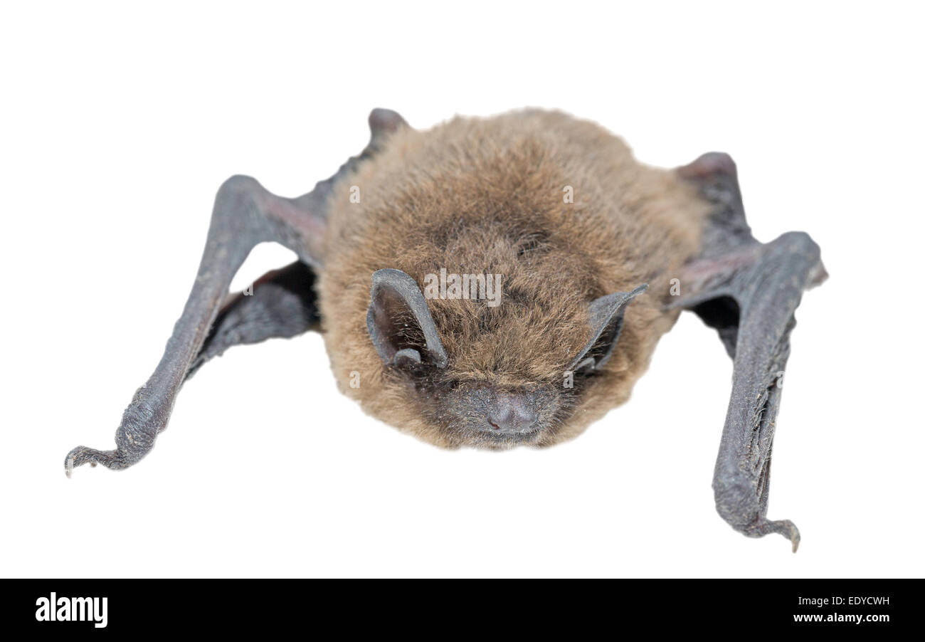 Vorderansicht der Fledermaus (gemeinsame Zwergfledermaus) auf weißem ...