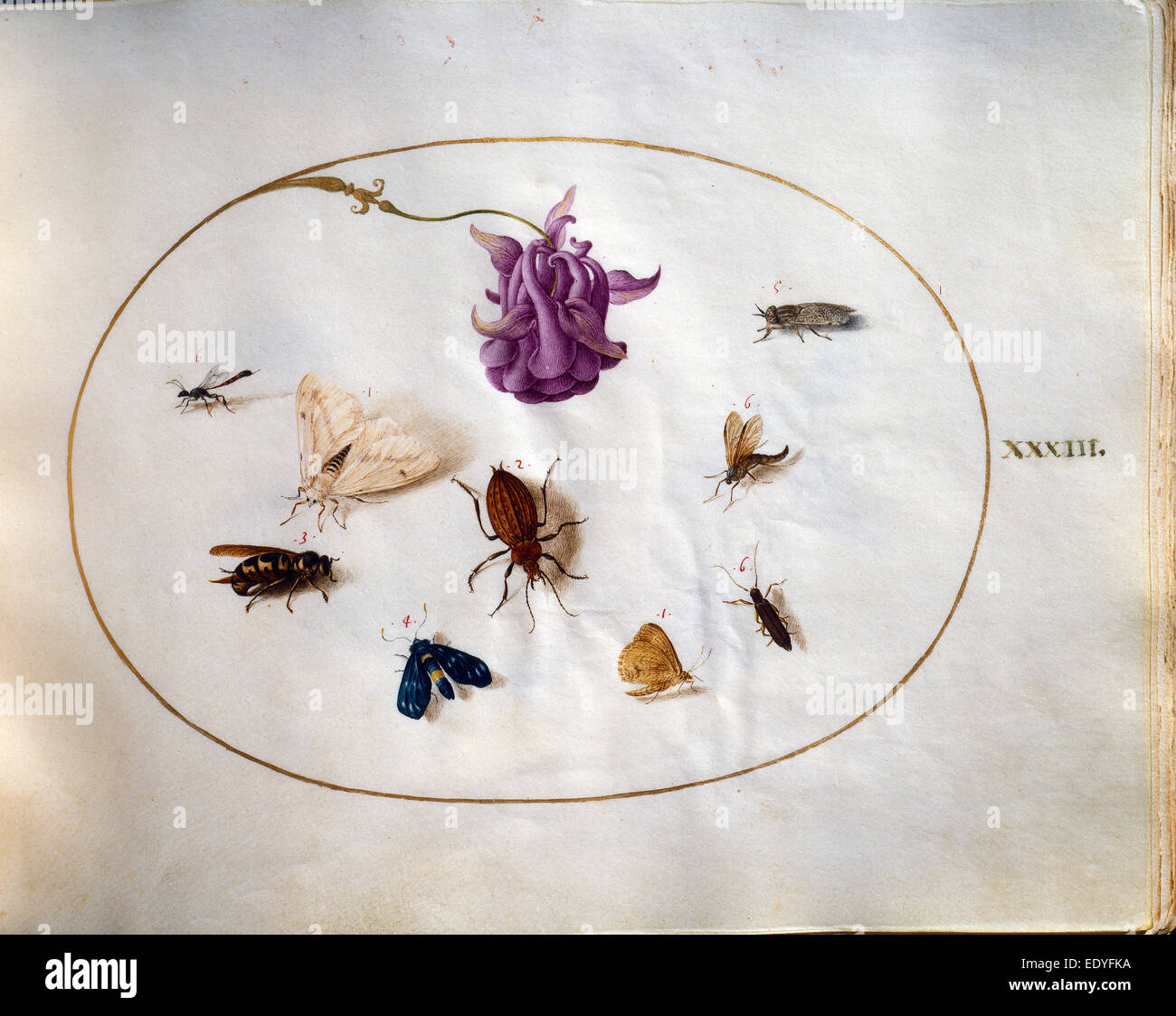 Joris Hoefnagel (Flämisch, 1542-1600), Animalia Rationalia et Insecta ...