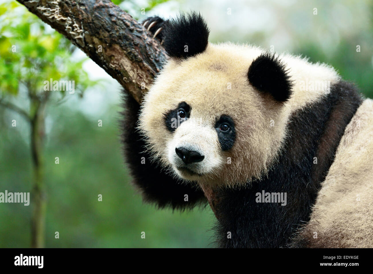 Großer Panda (Ailuropoda Melanoleuca) thront auf einem Baum gefangen, Chengdu Research Base of ...