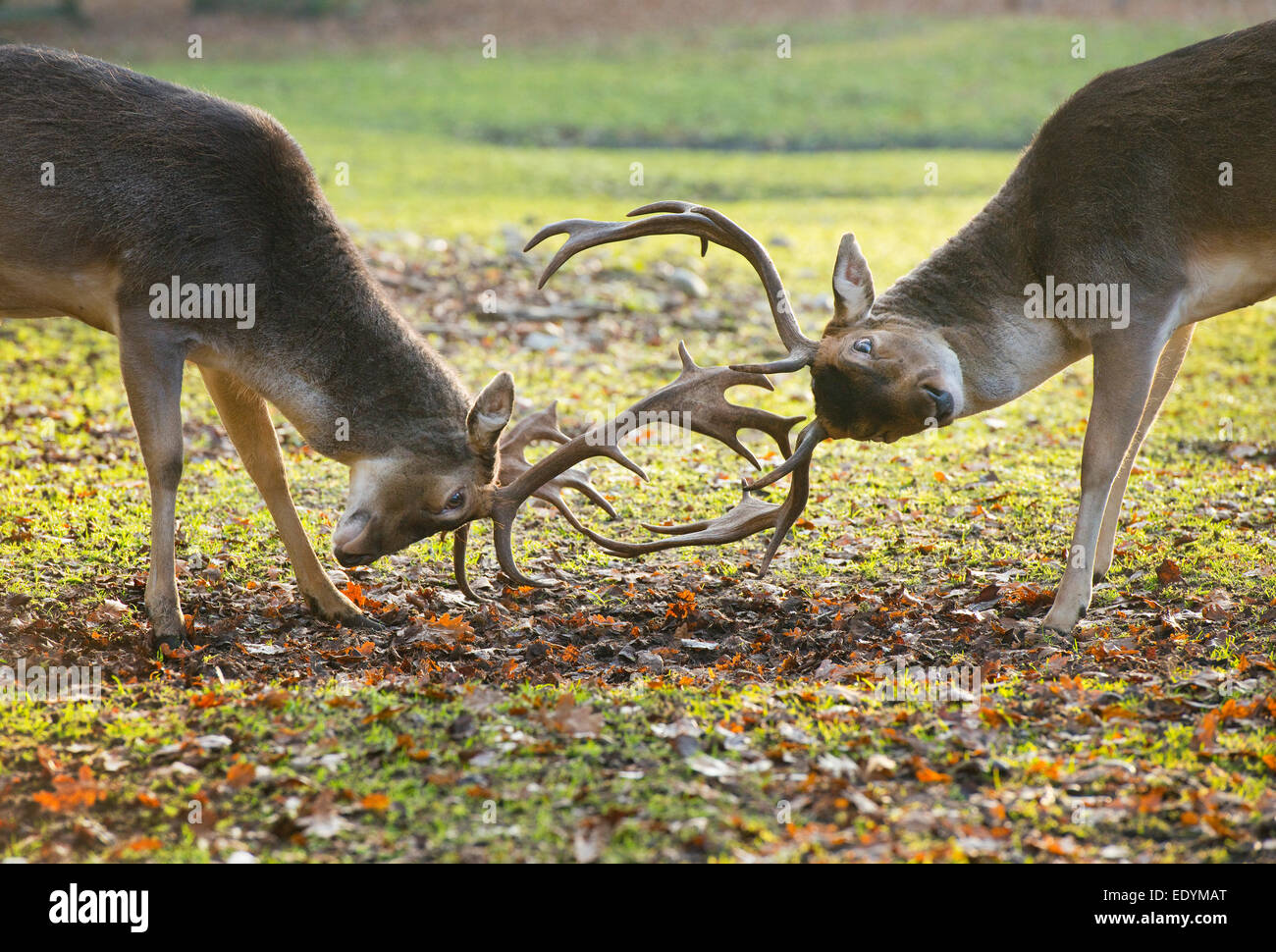 Mein Kampf Stockfotos und -bilder Kaufen - Alamy