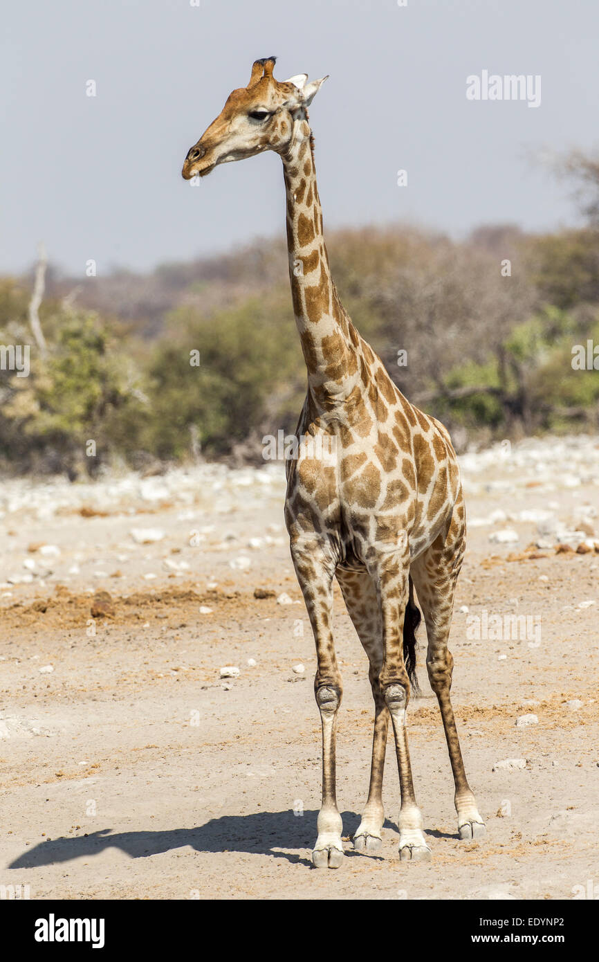 Sideways Giraffe Stockfotos und -bilder Kaufen - Alamy