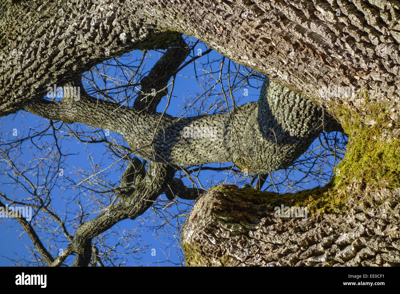 Baum, Eiche Im Winter Ohne Blätter, Baum, Eiche im Winter Blätter ...