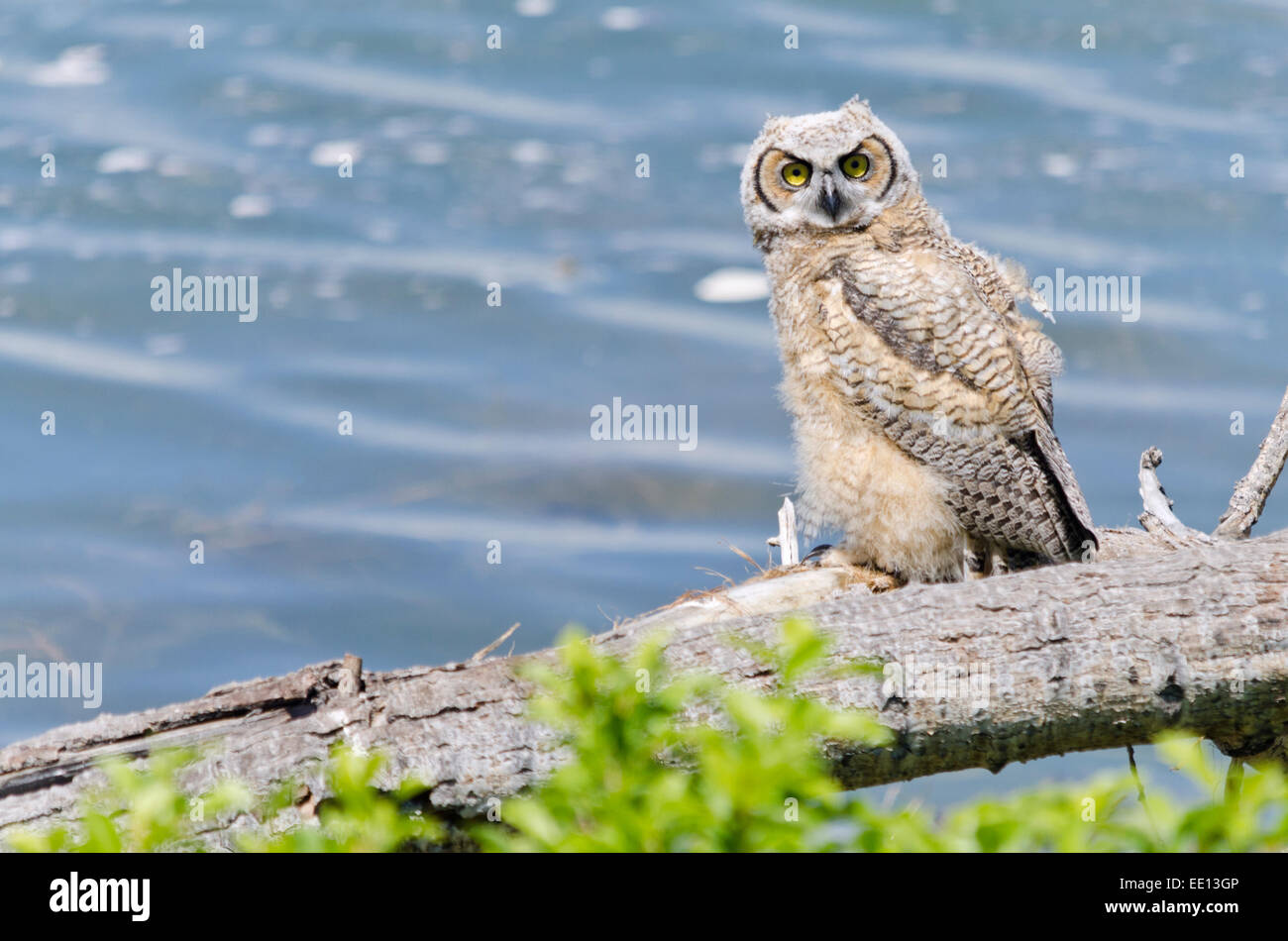 Baby eulen -Fotos und -Bildmaterial in hoher Auflösung – Alamy