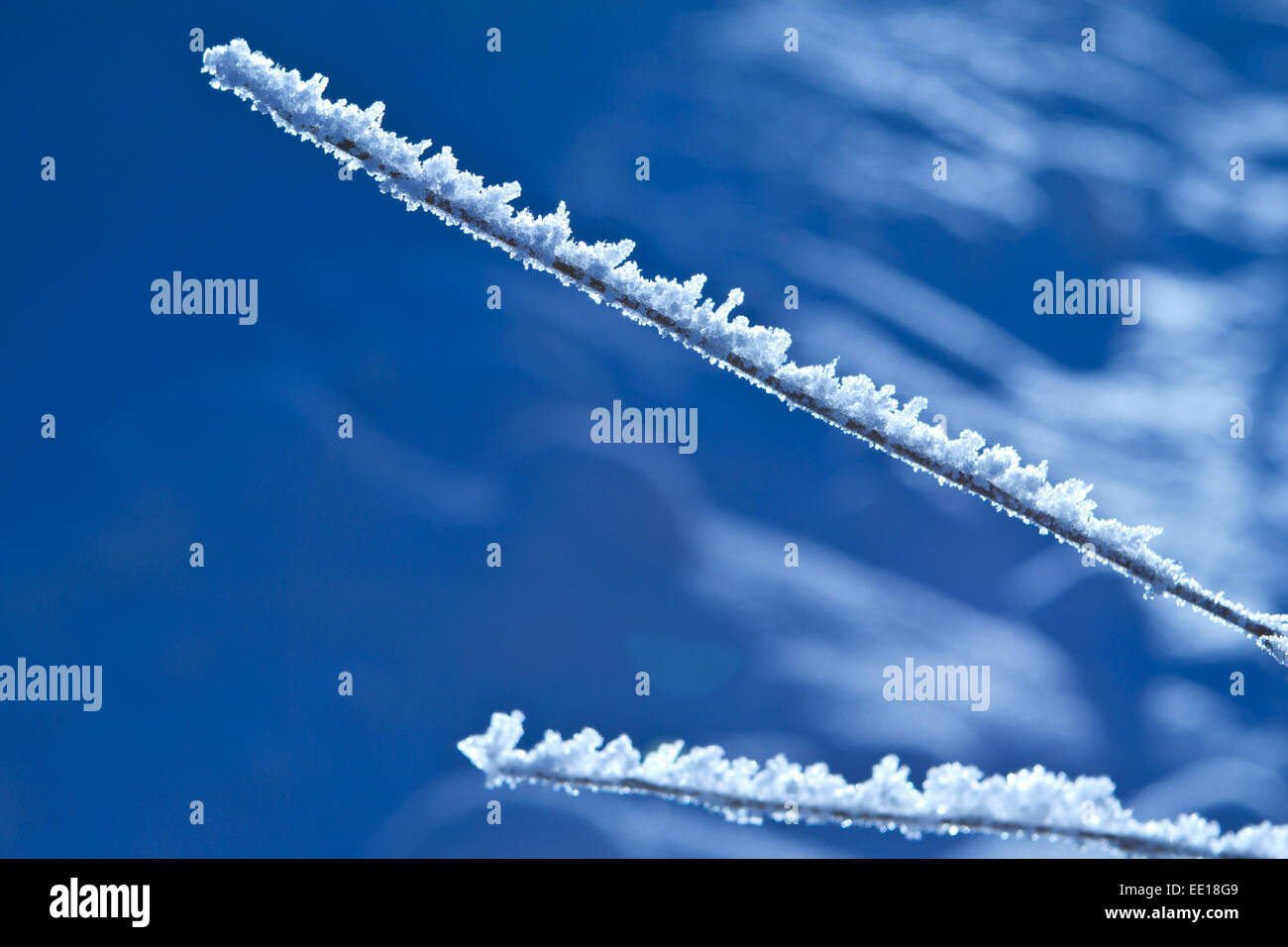 Zweig ast Stockfotos und -bilder Kaufen - Alamy