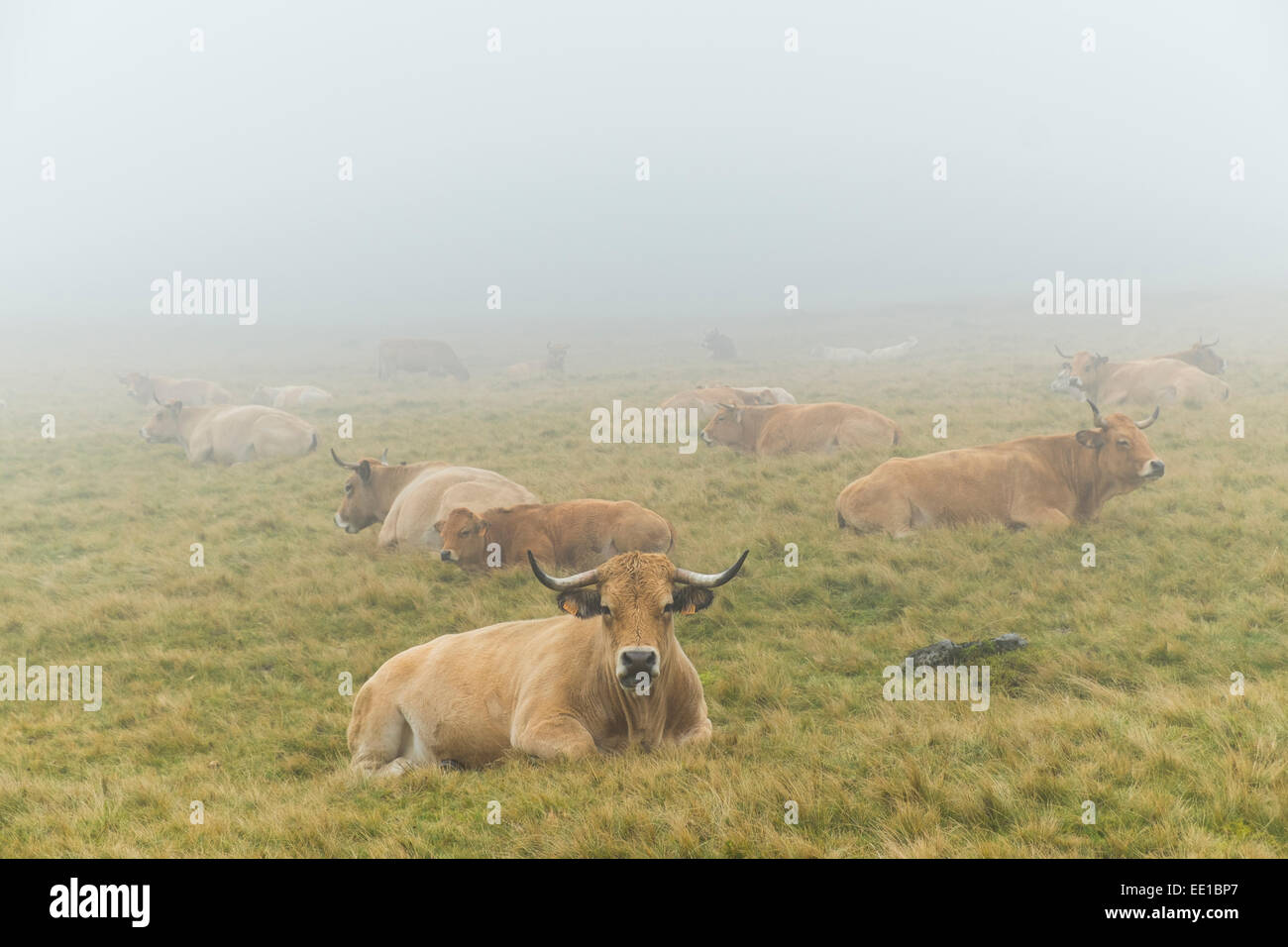 Regional natural parc of aubrac -Fotos und -Bildmaterial in hoher ...