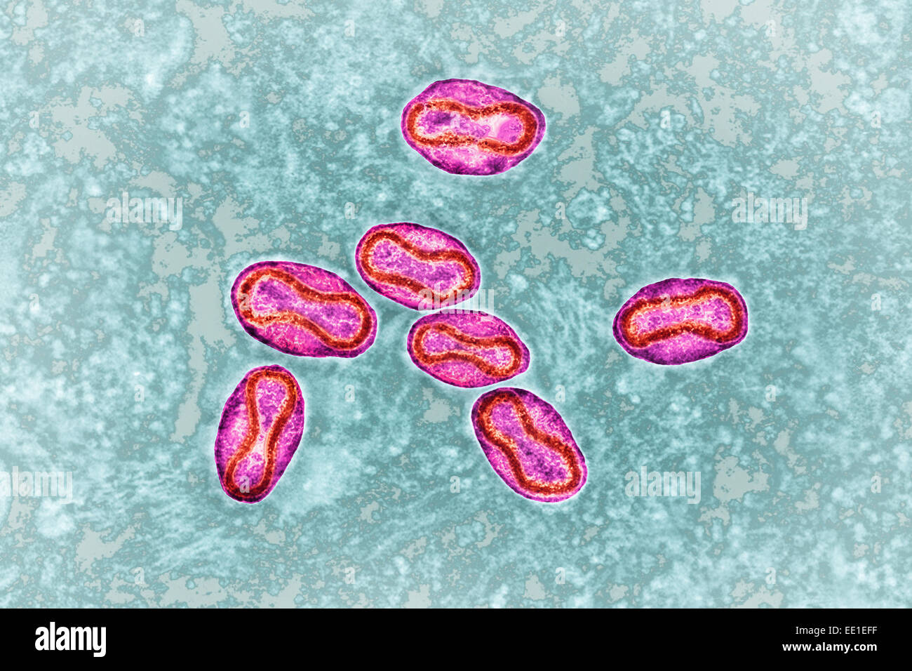 Pox virus -Fotos und -Bildmaterial in hoher Auflösung – Alamy
