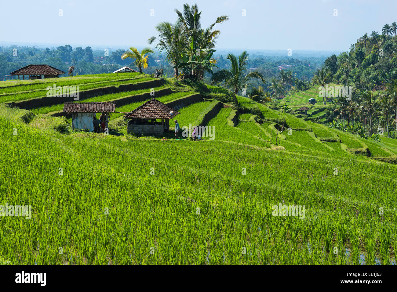 Reisterrassen, Jatiluwih, UNESCO-Weltkulturerbe, Bali, Indonesien ...