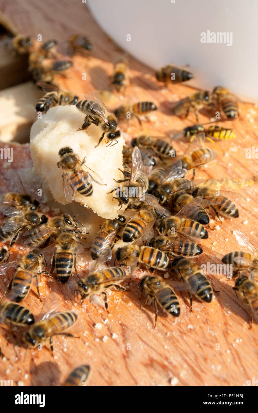 Honig-Bienen ernähren sich von Fondant auf die Krone-board ...