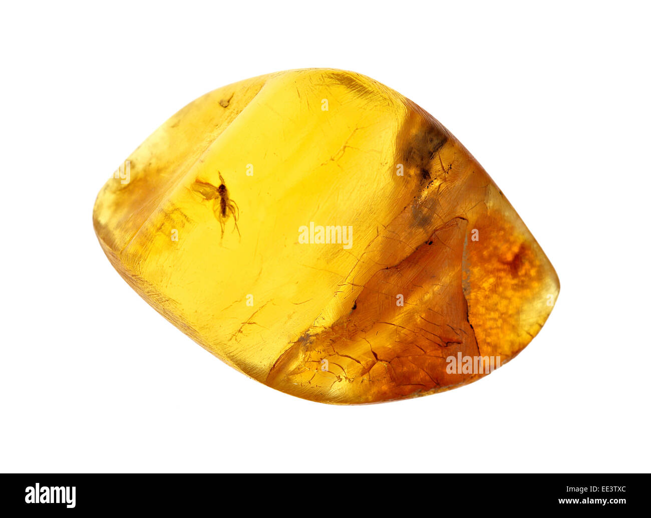 Bernstein mit insekt -Fotos und -Bildmaterial in hoher Auflösung – Alamy