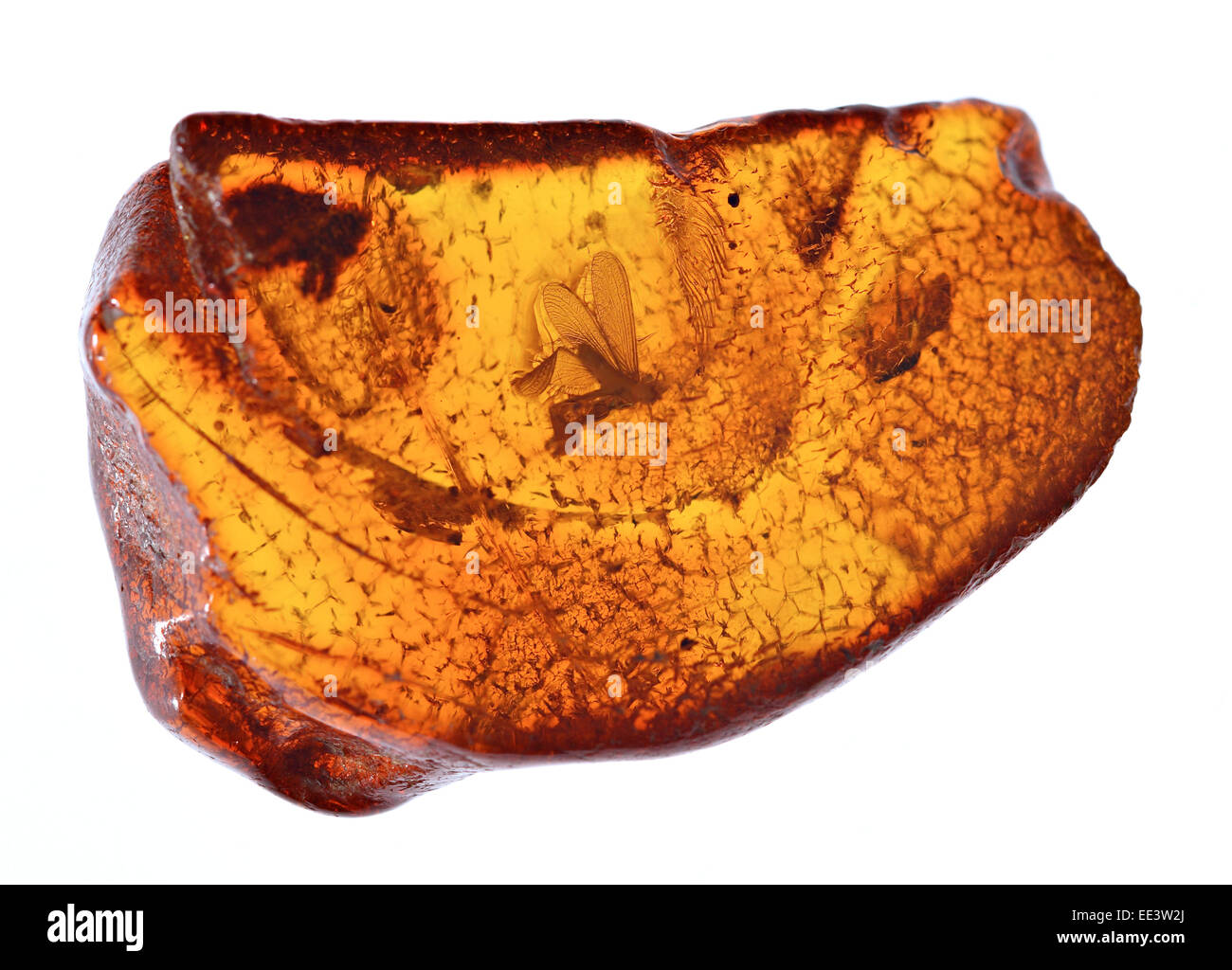 Bernstein mit insekt -Fotos und -Bildmaterial in hoher Auflösung – Alamy