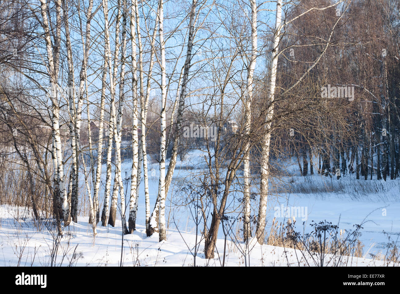 Im schnee in einem hellen birkenwald -Fotos und -Bildmaterial in hoher ...